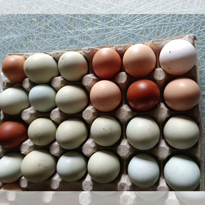 Яйцо,от чистых породистых кур