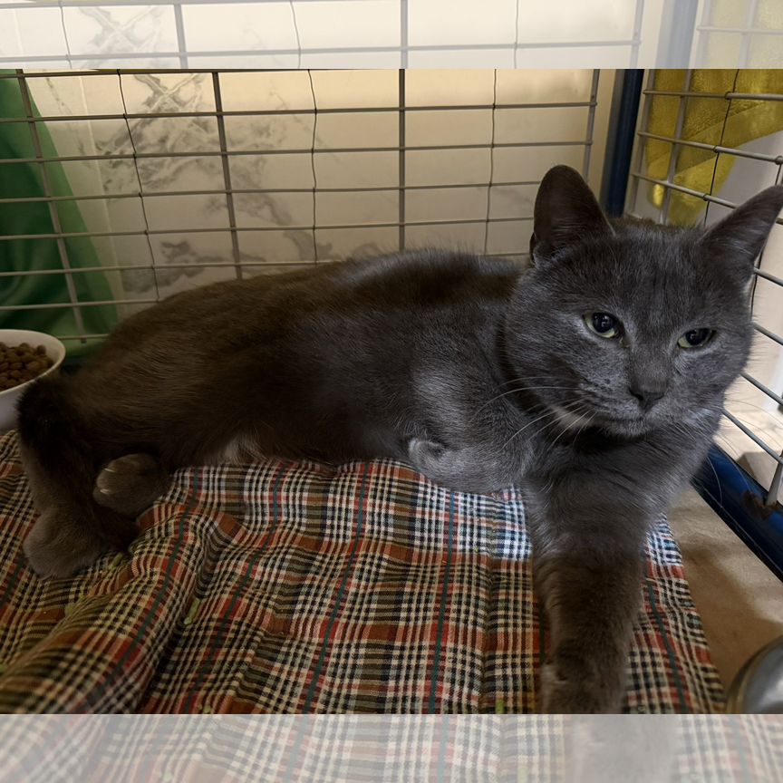 Взрослая, кошка в добрые руки