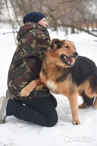 Шикарный пес