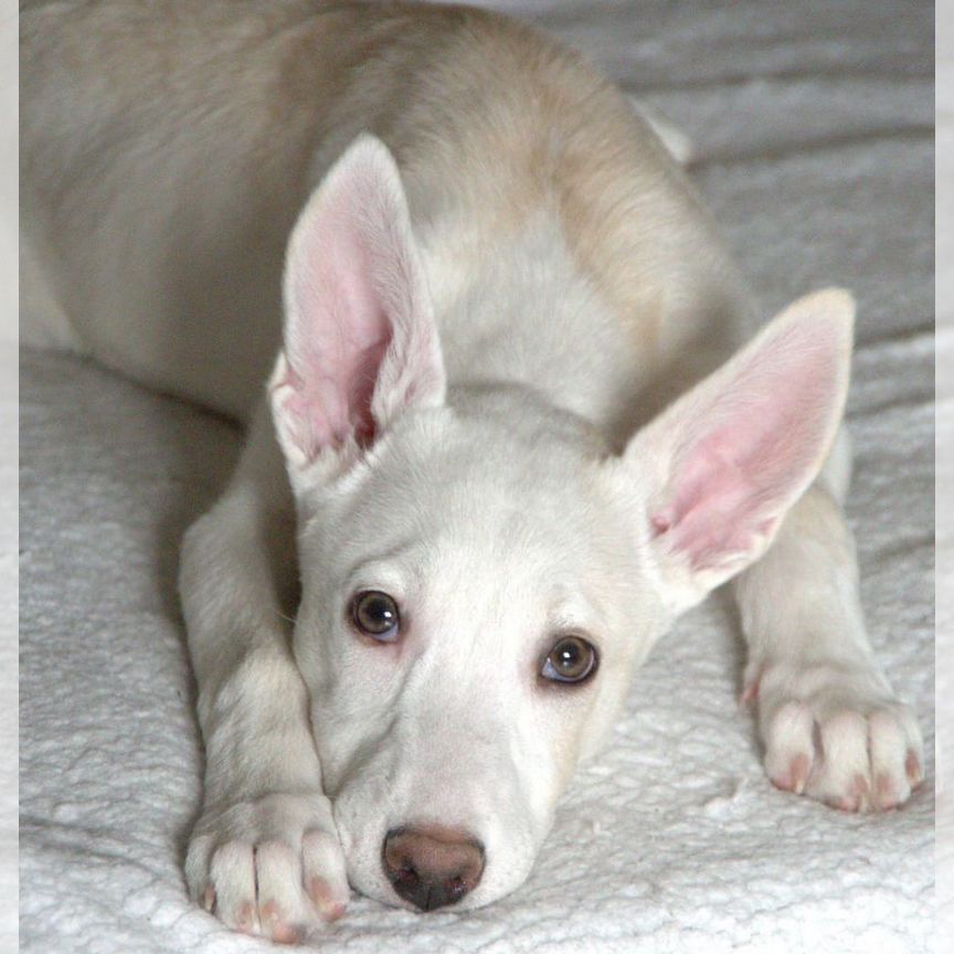 Славная щенулька в поисках дома