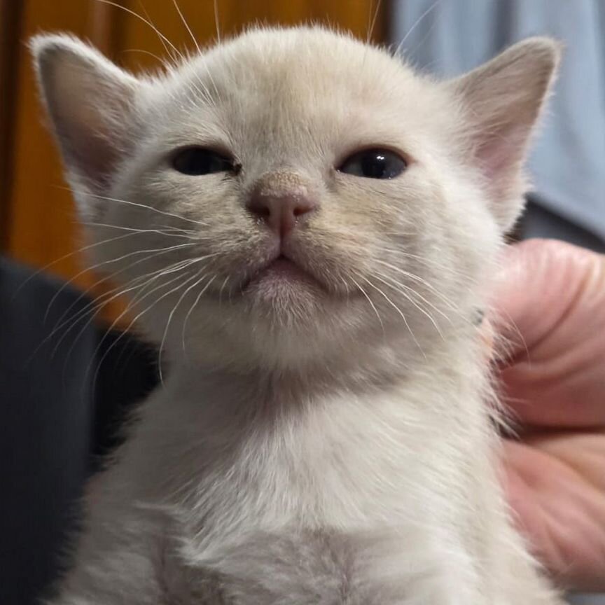 Европейский бурманский котёнок