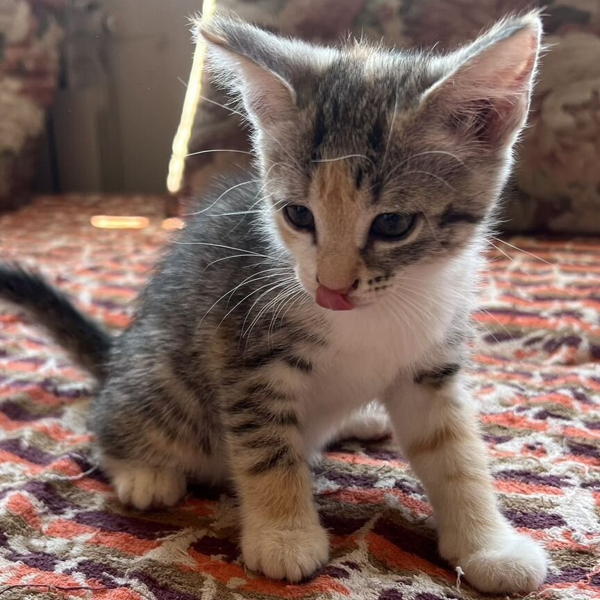 Котёнок в добрые руки