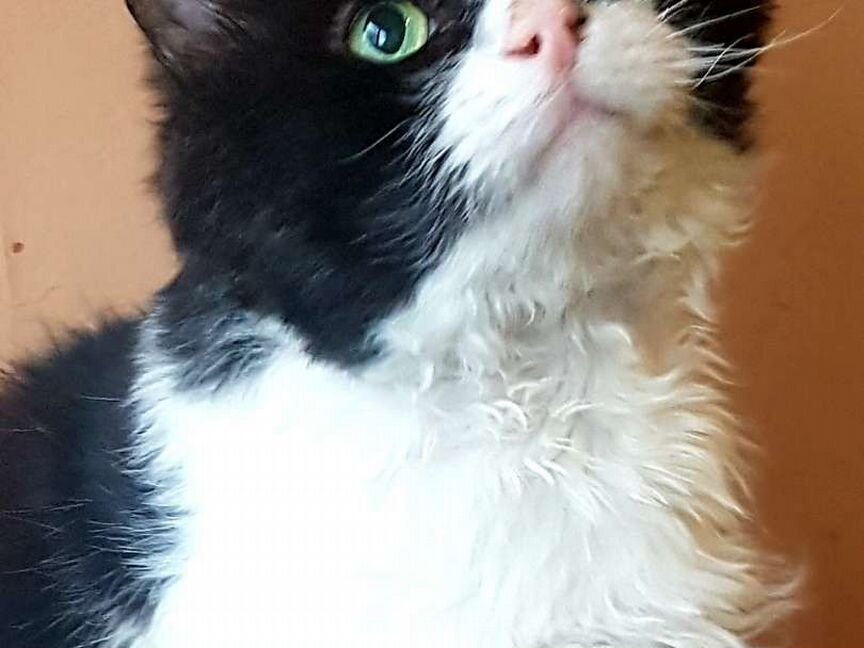 Кот в добрые руки