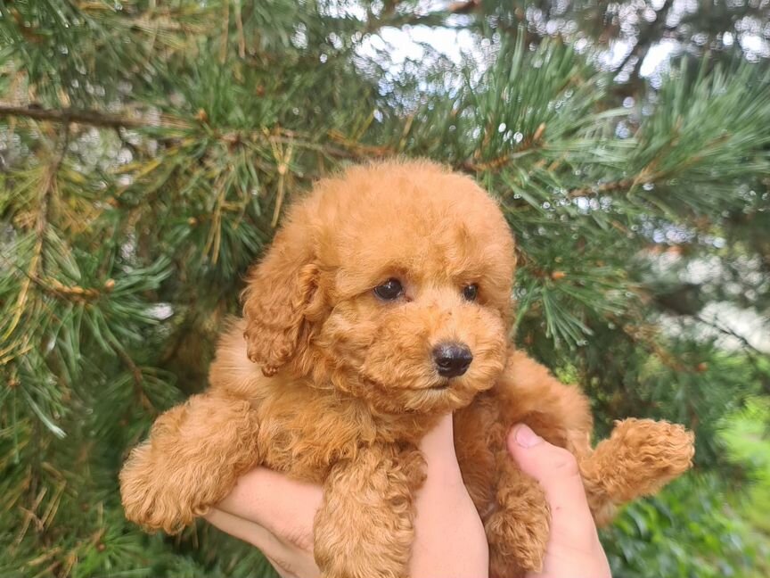 Той пудель мальчик