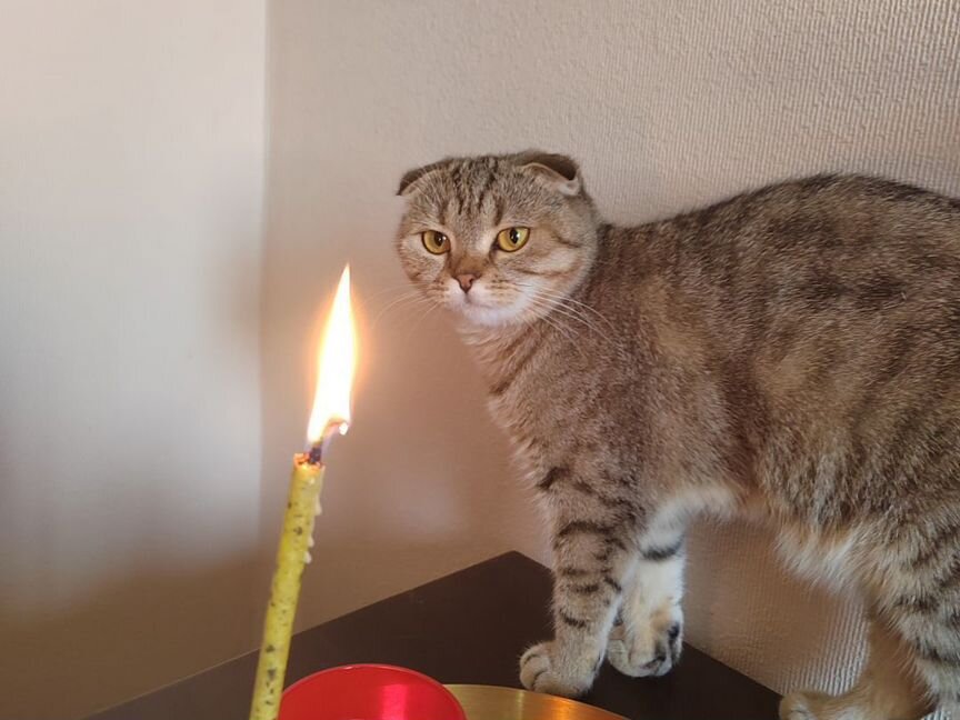 Вислоухая кошка
