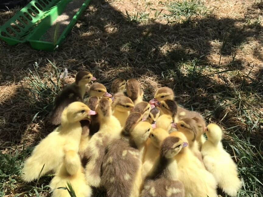 Утята суточные(индоутки)