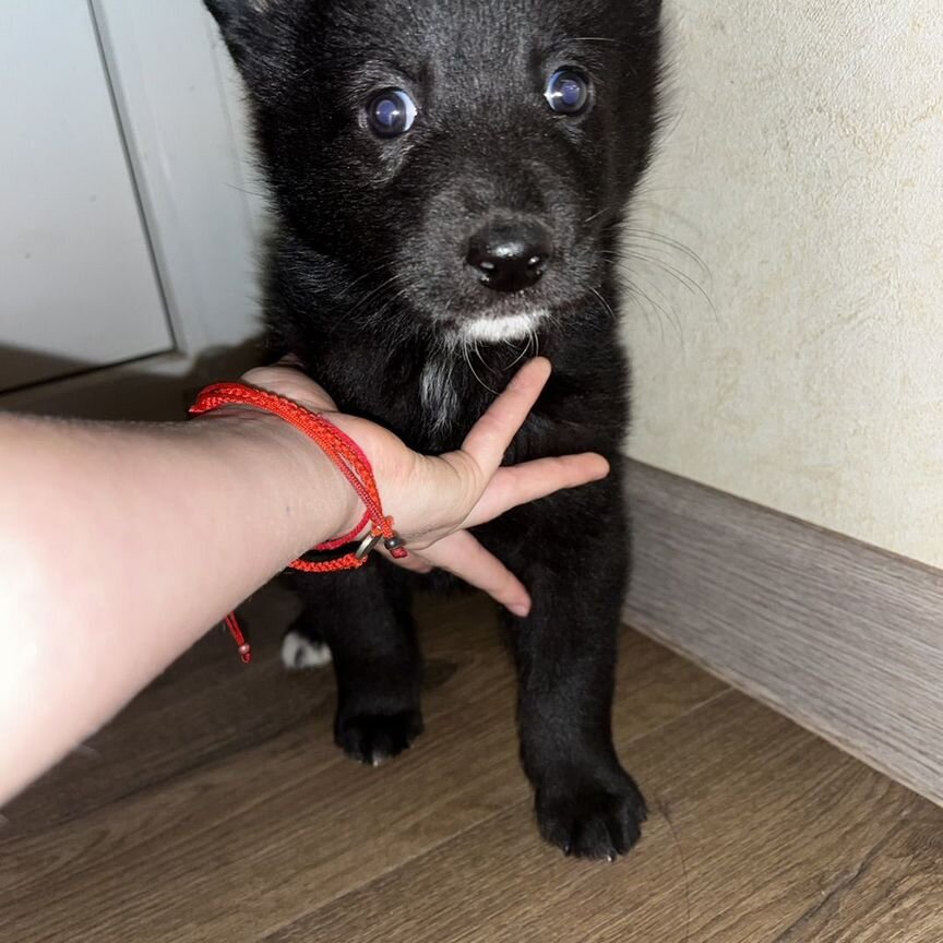 Отдаю щенка в добрые руки