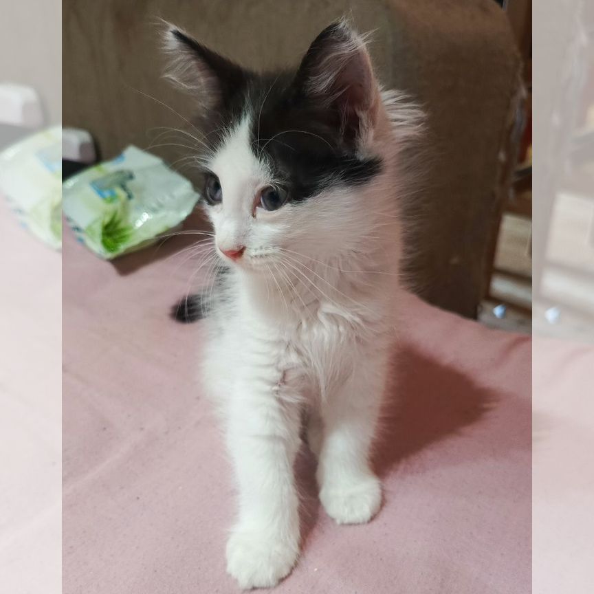 Котенок мальчик