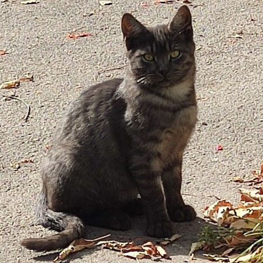 Котенок в добрые руки