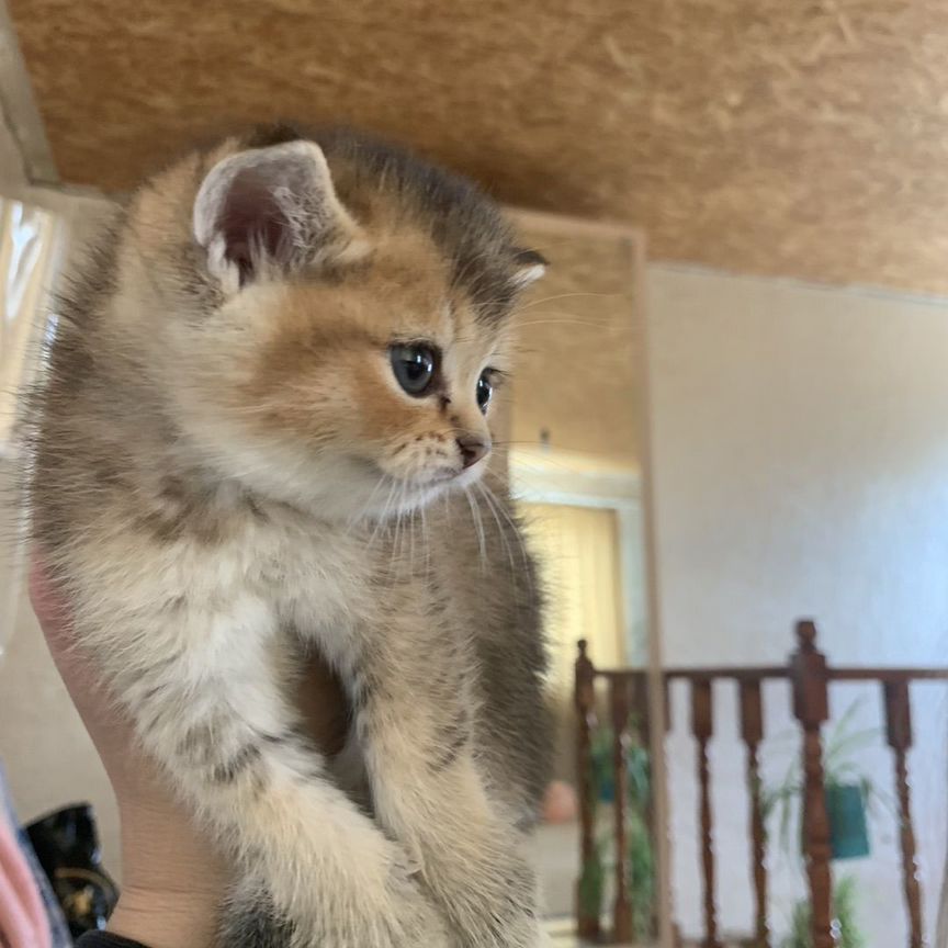 Котята британская/шотландская золотая шиншилла