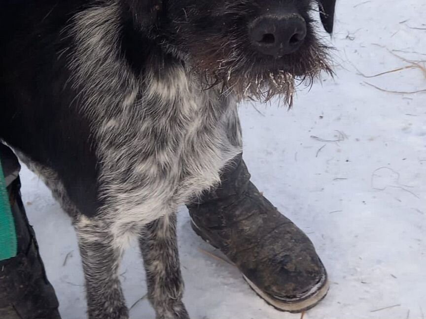 Дратхар щенок ждет семью