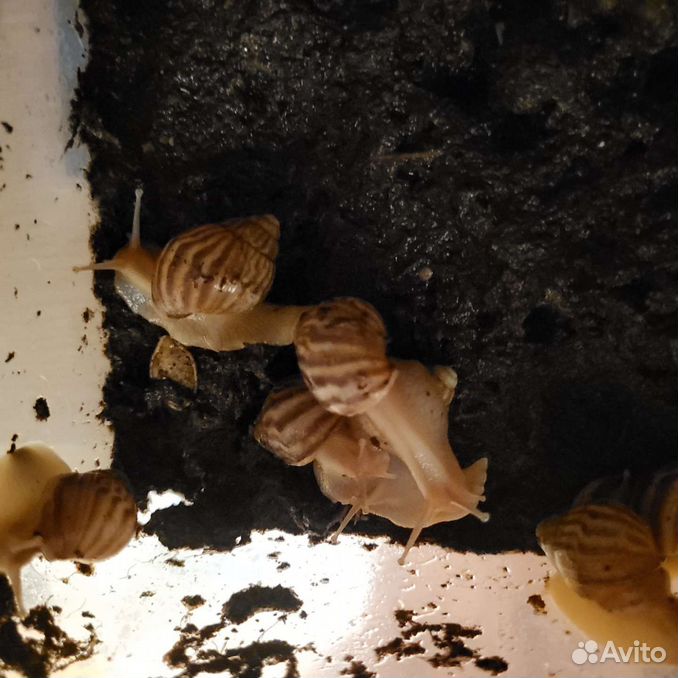 Улитки ахатины маленькие
