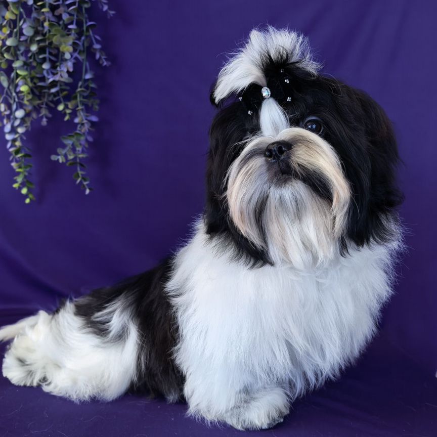 Ши-тцу, щенок