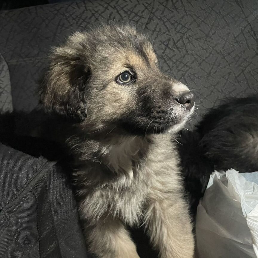 Шенки бесплатно в добрые руки