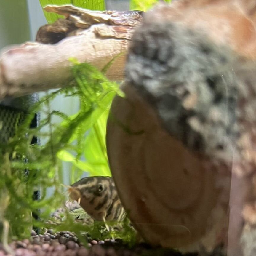 Аквариумные рыбки