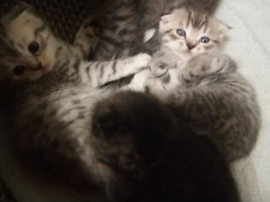 Котята вислоухие(девочки)