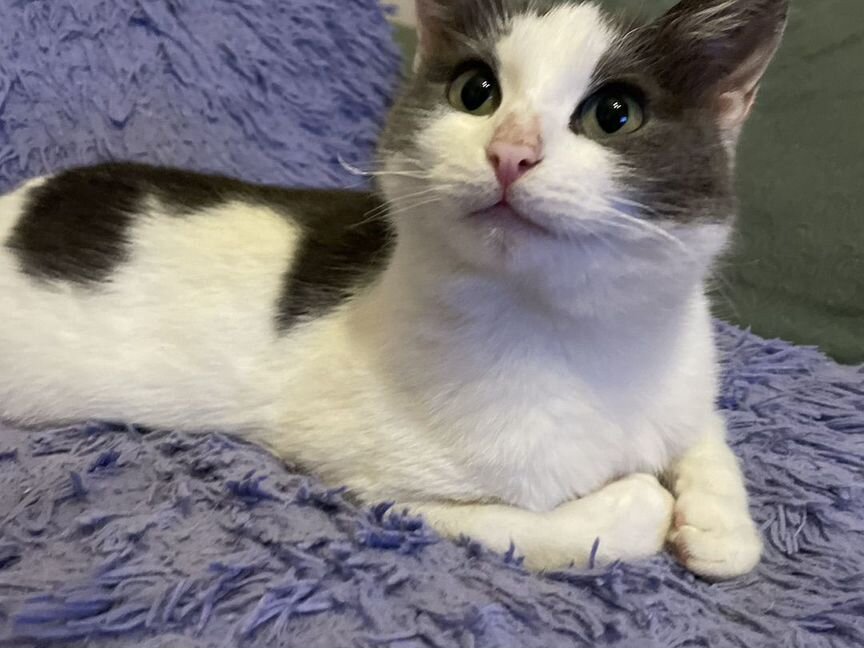 Кошечка в добрые руки