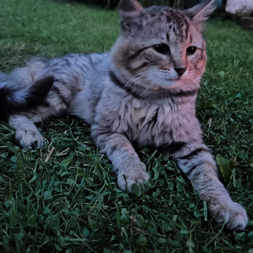 Кот очень клевый