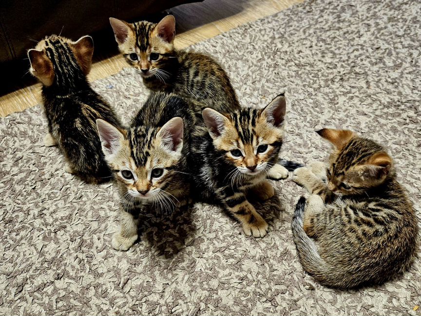 Бенгальские котята