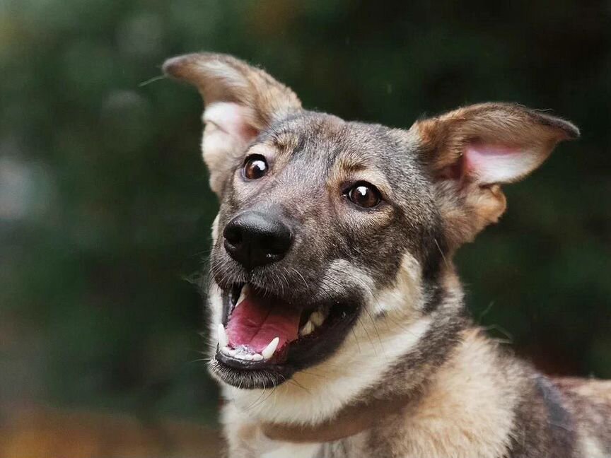 Девочка-красавица Ася в добрые руки