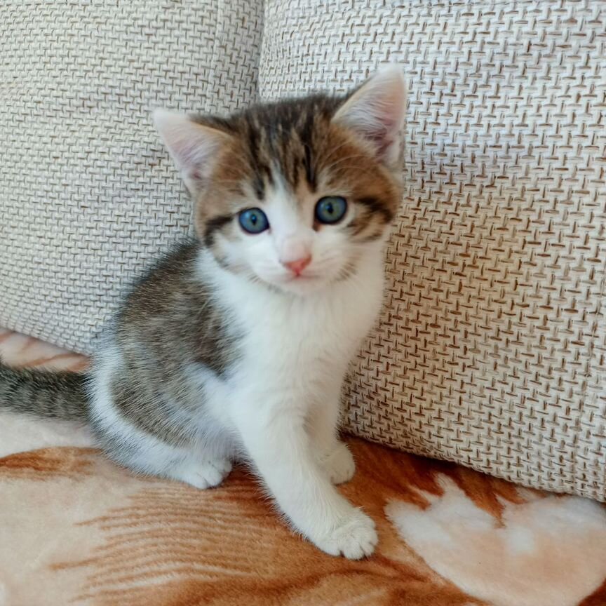 Милые котики