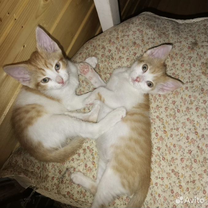 Чудесные домашние котята девочки