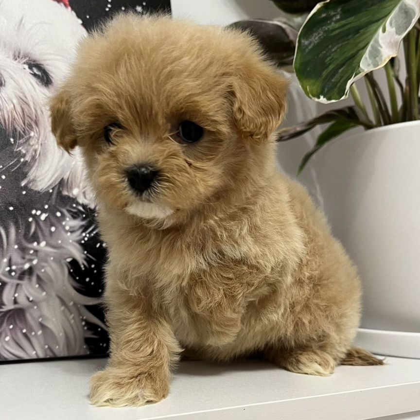Микро Принцесса MaltiPoo F1