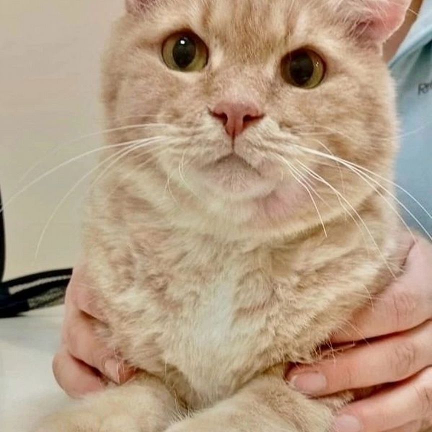 Чудесный Рыжий котик ищет дом