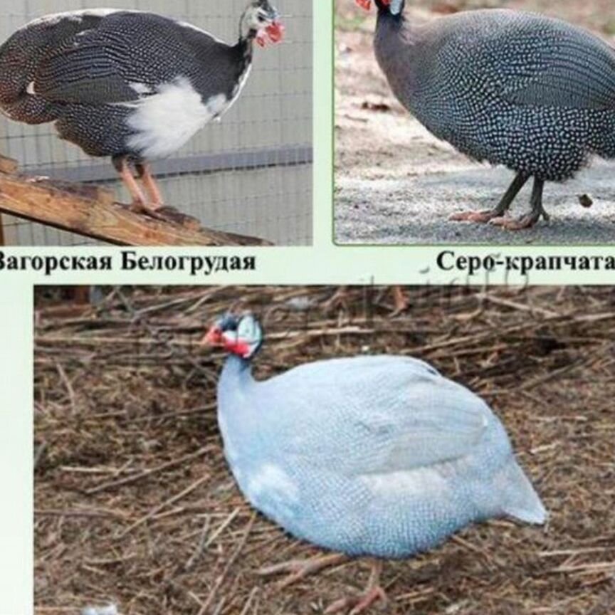 Цесарка птенцы
