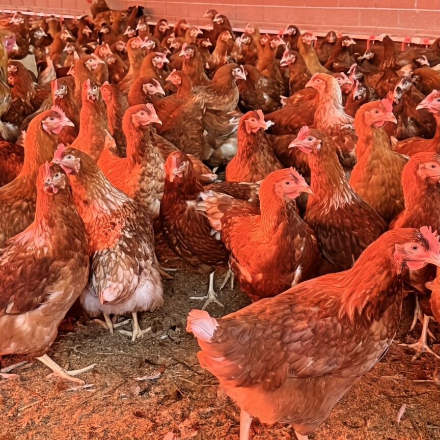 Куры несушки, бройлеры,индюшата