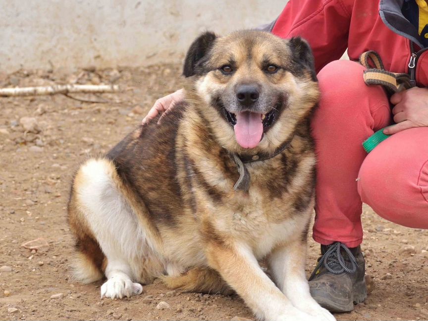 Милейший пёс Шарик