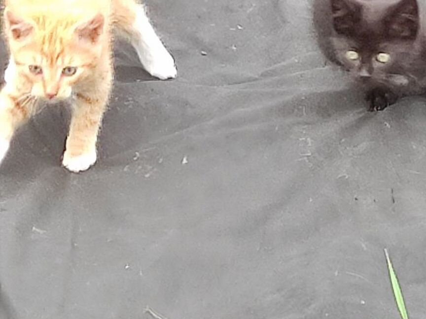 Веселые, игривые котята джут своих новых хозяев