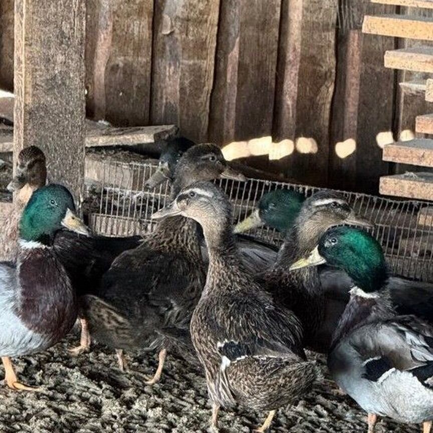 Подсадные утки