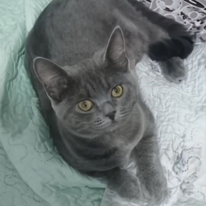 Британский короткошёрстный котёнок