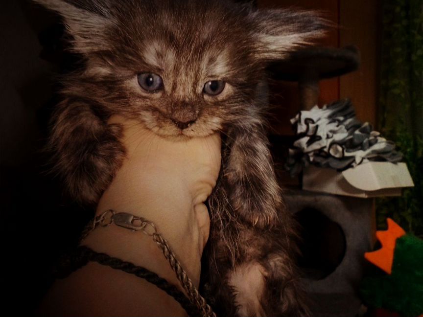 Котята мейн-кун