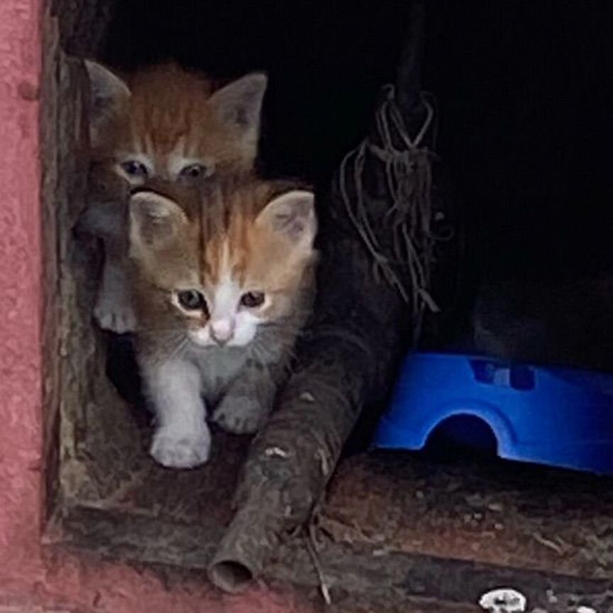 Крик о помощи для котят