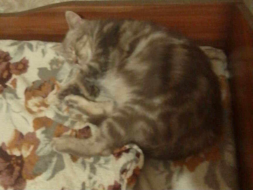 Нужен кот для вязки