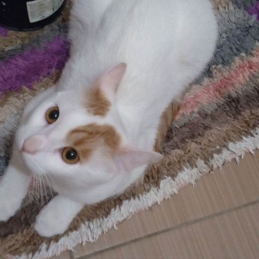 Котята отдам в добрые руки бесплатно