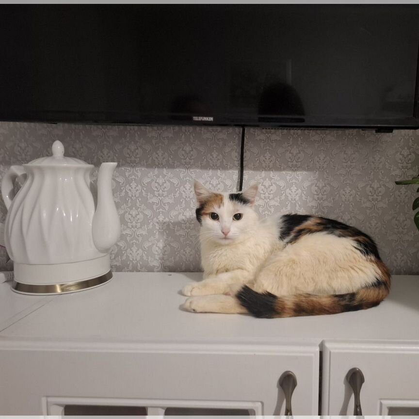 Взрослая, Девочка кошка в добрые руки