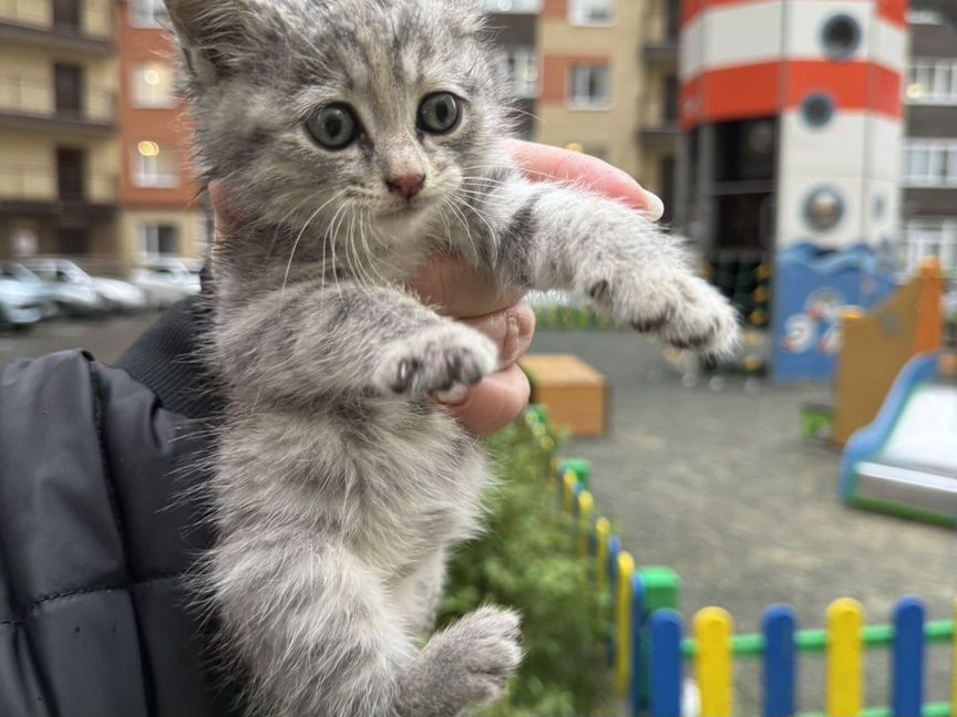 Кошка, котик, кот в добрые руки