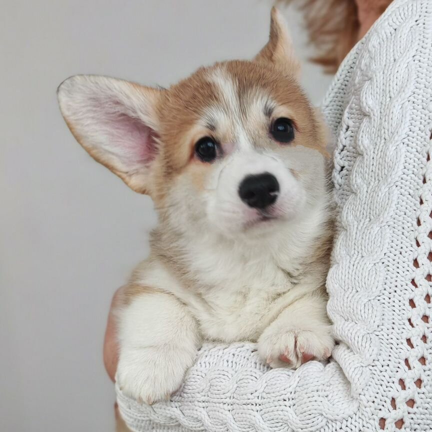 Вельш Корги Пемброк, щенок