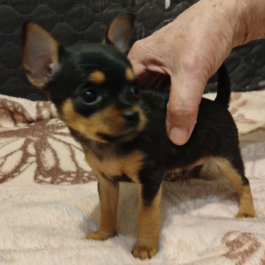 Русский той-терьер, щенок