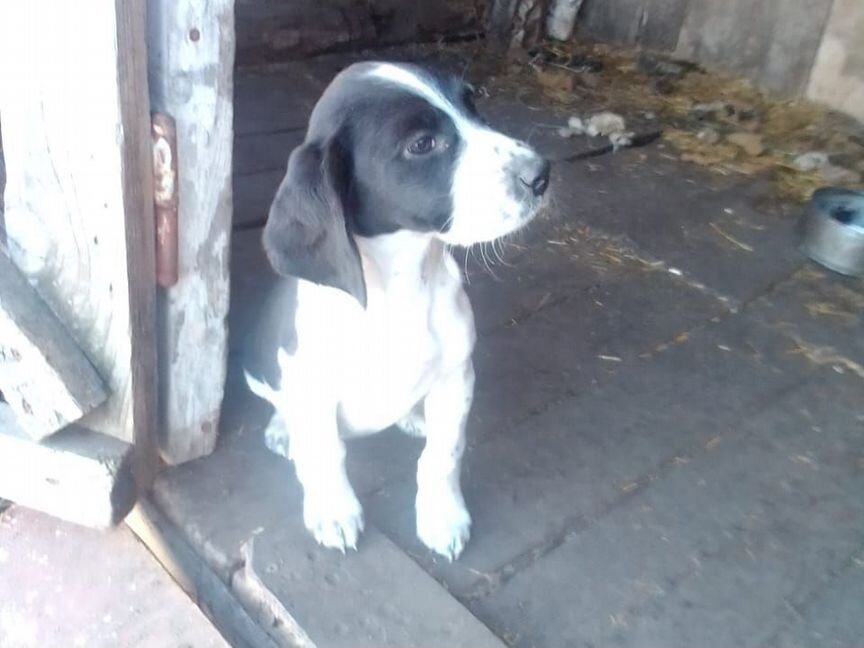 Собака для охоты в добрые руки