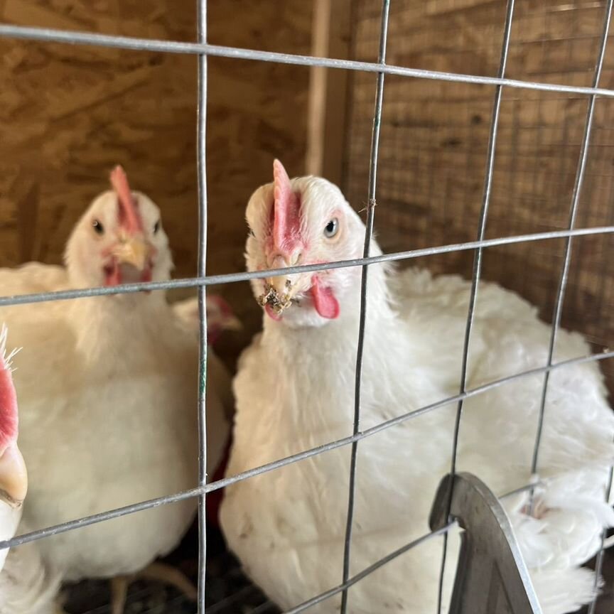 Продам тушки цыплят бройлеров