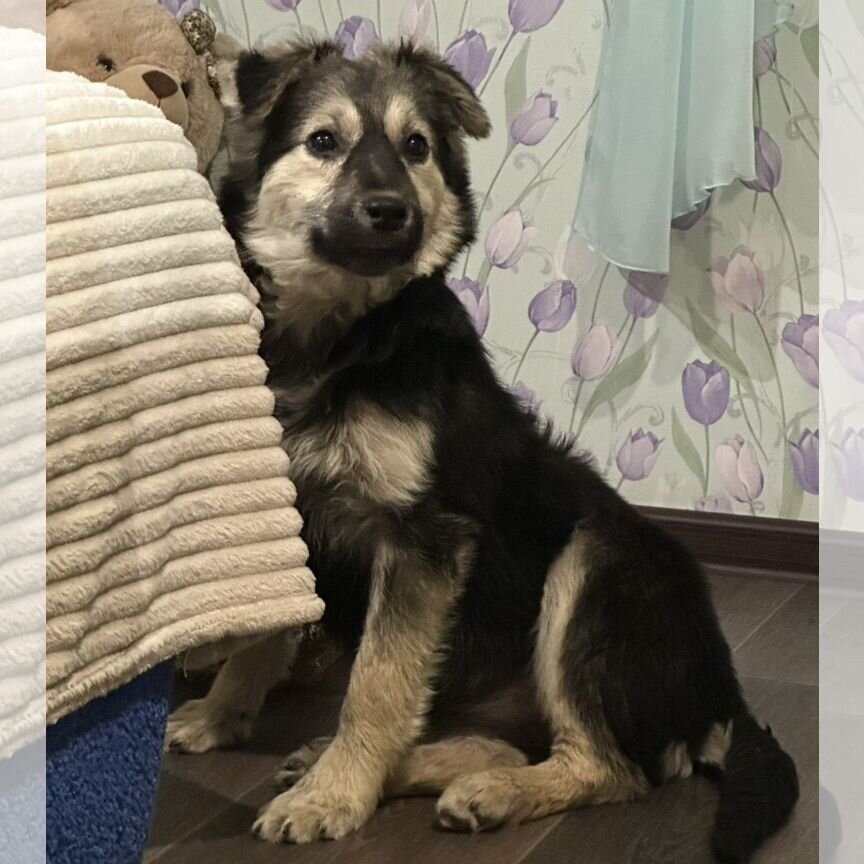 Щенок в добрые руки