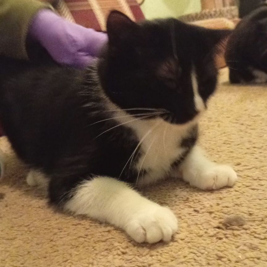 Взрослый кот в добрые руки