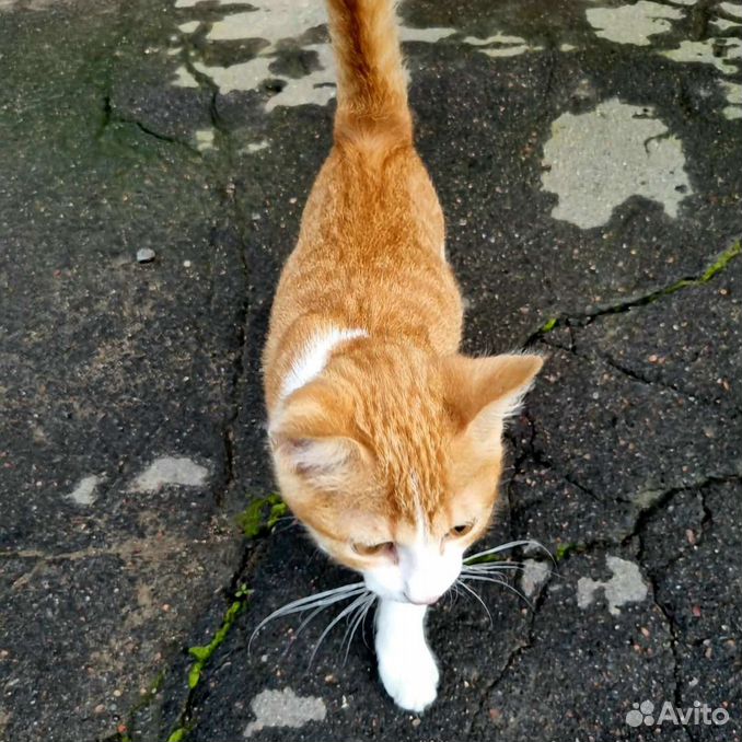 Рыжая Котенок девочка ласковая в дар