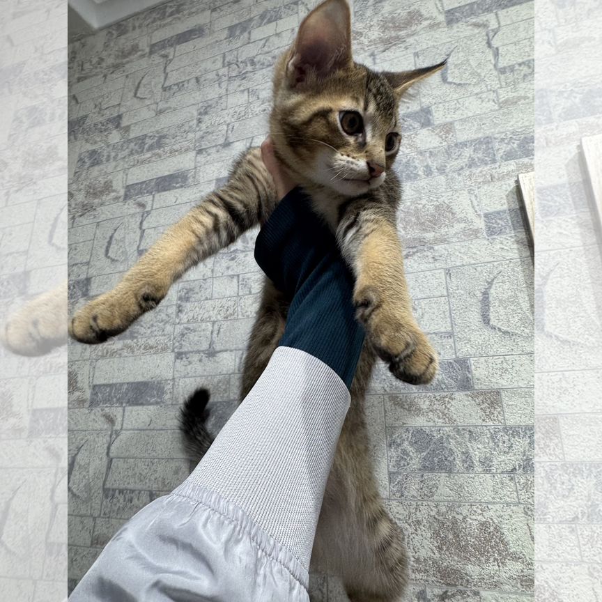 Котята чаузи