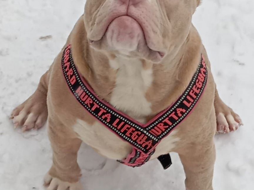 Американский булли лиловый мальчик 6 мес