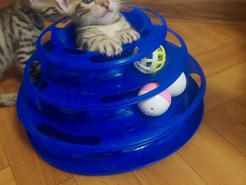 Бенгальские котята